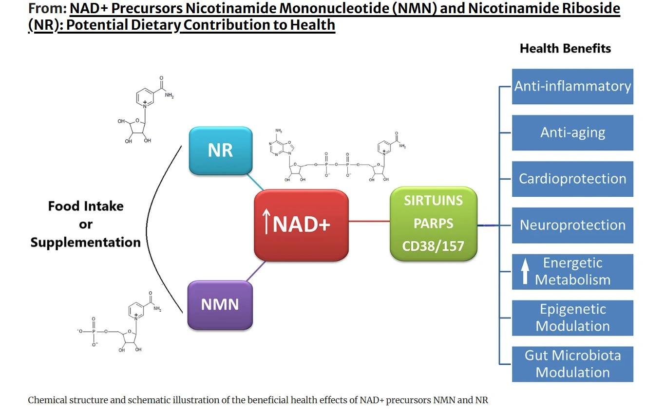 NAD Boosters Comparing NR NMN And Liposomal NAD 2026